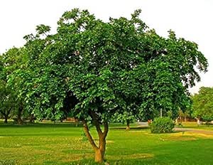SS Naturals 20 Seeds of Pongamia pinnata,Millettia pinnata,Karanja ...