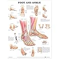 Foot and Ankle : Anatomical Chart Company: Amazon.co.uk: Books