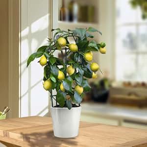 Mini Lemon Tree 40cm with fruit - 1 tree: Amazon.co.uk: Garden & Outdoors
