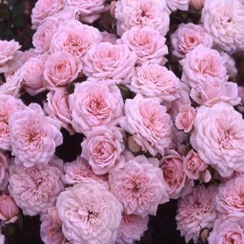 ROSE DIAMOND ANNIVERSARY - Diamond Wedding Anniversary, 60th Diamond ...