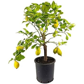 1 PIANTA DI LIMONE CITRUS LIMON IN VASO 20CM agrumi orto giardino ...