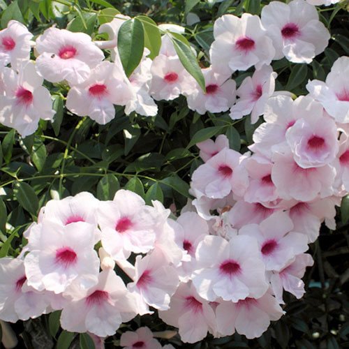 Pandorea : plantation, culture, taille