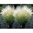 Stipa tenuissima Pony Tails Hardy Ornamental Grass Plant in a 13cm Pot ...