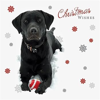 Snow Fun Black Labrador Christmas Cards Pack: Amazon.co.uk: Kitchen & Home