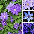 1 pianta rampicante resistente in vaso, con grandi fiori viola-blu di ...