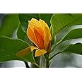 Greenntower Live Orange Swarna Champa/Sonchafa Flower/Son Champa ...