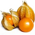 Physalis peruviana (Golden Berry) - Abundant Sweet Berries | Easy-to ...