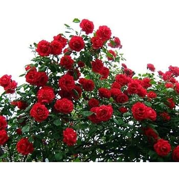 Climbing rose Crimson Cascade highly scented crimson - red bare rooted ...
