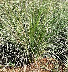 Buy Plant House Live Kusha Grass Plant for Puja with Pot Online at Low ...