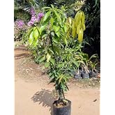 All Time/Baramasi kATIMON Mango Thailand Variety Sweet Mango Live Plant ...