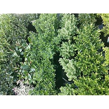 6 x HEBE IN 9CM POTS HARDY EVERGREEN QUALITY SHRUBS MIXED HEBES: Amazon ...