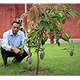 Creative Farmer Live Ambika Mango Plant Grafted 1 Healthy : Amazon.in ...