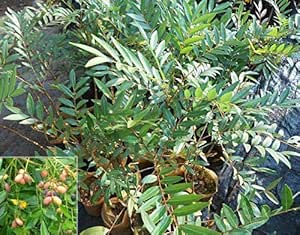 Creative Farmer Tree Plant Lakshmi Taru Plant Hartho Outdoor Garden ...