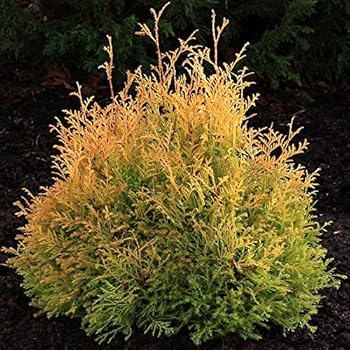 9cm Pot Dwarf Conifer Picea Glauca VAR. Albertiana Conica: Amazon.co.uk ...