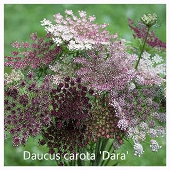 Ammi - Majus - 1000 Seeds: Amazon.co.uk: Garden & Outdoors