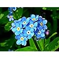 Forget ME NOT Blue 1600 Seeds : Amazon.co.uk: Garden