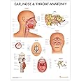 Ear, Nose & Throat Anatomy Chart/Poster, 45x60cm, 18x24 Inches ...
