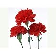 PREMIER SEEDS DIRECT - Carnation - Scarlet RED - 350 Finest Seeds ...