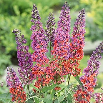 YouGarden Buddleia Tricolour Butterfly Bush: Amazon.co.uk: Garden ...
