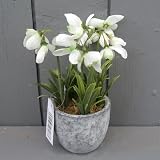 Pretty Artificial Silk Snowdrop Flowers in White Ceramic Pot Spring ...