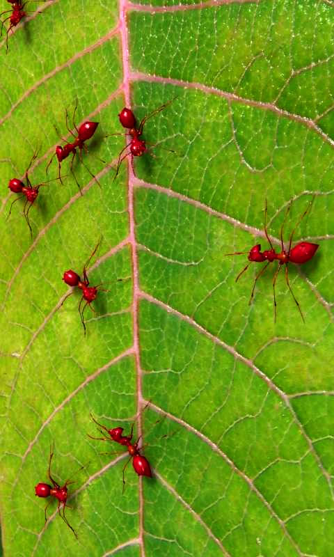 Fourmis rouges: Amazon.fr: Appstore pour Android