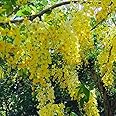 Golden shower Tree, Bahava Golden Shower Tree, Amaltas- Plant Garden Live Plant Nursery Indoor ...