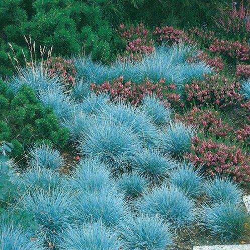 Fétuque bleue : une graminée facile et décorative
