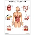 The Digestive System Chart/Poster, 45x60cm, 18x24 inches, Detailed ...