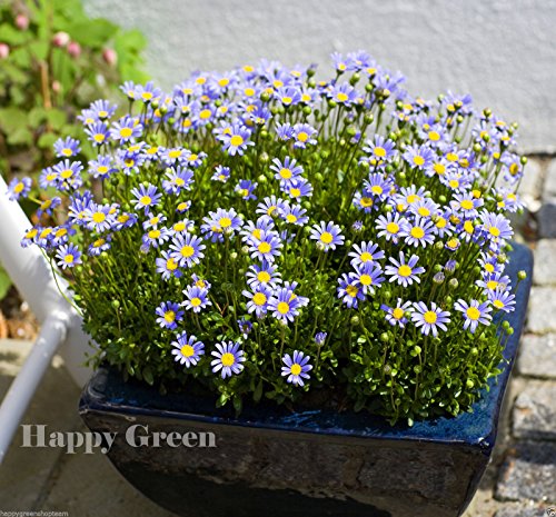 Felicia amelloides, aster du Cap : plantation, culture et entretien