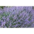 Nepeta Faassenii 'Six Hills Giant' Catmint Perennial Garden Plug Plants Pack x6 : Amazon.co.uk ...