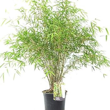 Established Bamboo Plants | Bamboo Fargesia Angustissima 5 Litre Fast ...