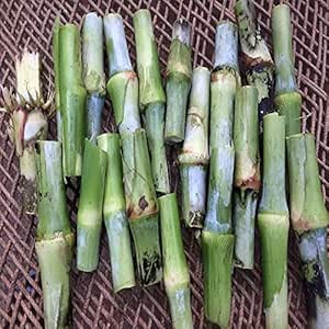 Super Napier Multicut Hybrid Grass Sticks for Feeding Animals - Pack of ...