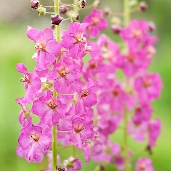 Verbascum phoeniceum 'Rosetta' / Purple Mullein/Hardy Perennial/Seeds ...