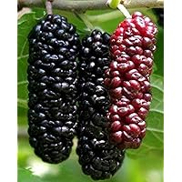 Creative Farmer Creative Farmer Exotic Dwarf Mulberry Plant Morus Ever ...