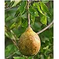 NEW DEBNATH NURSERY; Thai Bel Bael Tree Bengal Quince Golden Apple ...