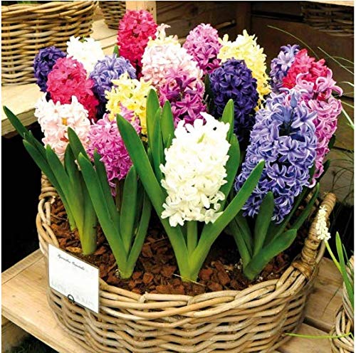 Jacinthe : plantation, multiplication