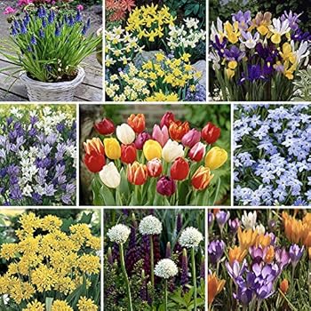 Complete Summer Flowering Bulb Collection - 300 Bulbs in 7 Varieties: Amazon.co.uk: Garden ...