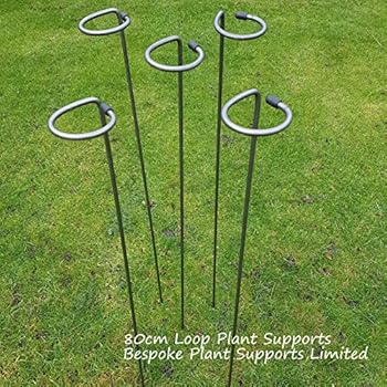 Metal Plant Supports Loop Stakes 5 pack 80cm, 100cm or 130cm tall (80cm ...