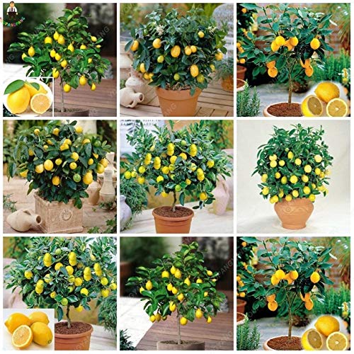 Citronnier 'Meyer' : plantation, culture, entretien