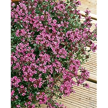 Indian Mint Satureia douglasii mint scented trailing herb basket plant ...