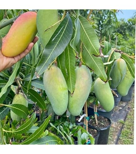 Pico Mango Tree