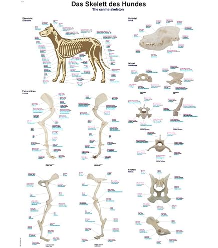 Skull Anatomy Study Rudiger Anatomie The Human Skull Laminated Anatomy ...