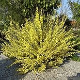 CYTISUS PRAECOX Warminster Broom DECIDUOUS Shrub Hardy Garden Plant in ...