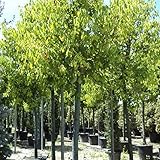 Albero della canfora - Alberi - Caratteristiche dell'albero della canfora