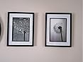 Poster 4er-Set PUSTEBLUMEN MONOCHROM, ungerahmt DIN A4, Kunstdruck, Poster, Dekoration, Wandbild ...