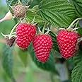 Raspberry 'Summer Lovers Early' - Hardy, Early Cropping, Phytophthora ...