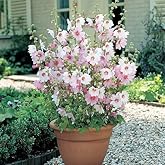 3 x Lavatera Mix Inv Varieties Like 'Rosea' - 'Barnsley' - 'Burgundy ...