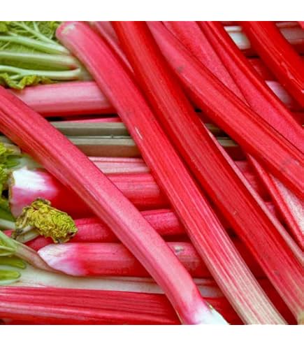 Timperley Early Rhubarb 'Timperley Early' Giant Rhubarb Plant - 1 Large ...