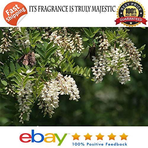 Faux acacia, Robinier : plantation, culture, taille et variétés