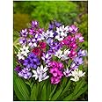 10 x Babiana Stricta Mixed Bulbs Baboon Flower Fragrant Summer ...